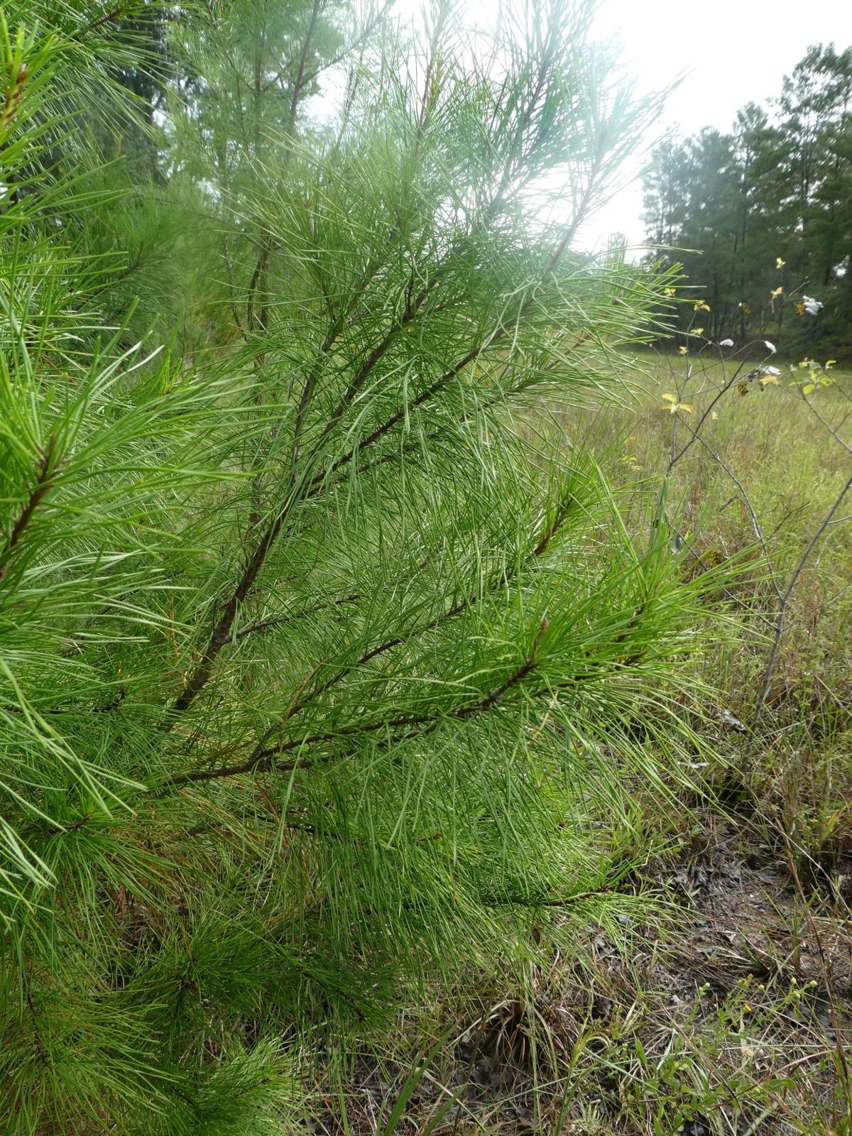 Common Florida pine trees | Real Estate | chronicleonline.com
