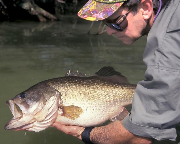 Largemouth bass now 'Florida bass' within state | Local News ...