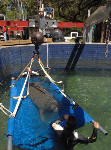 Out-of-control algae: Effects of red tide’s lethal toxins enter talks ...