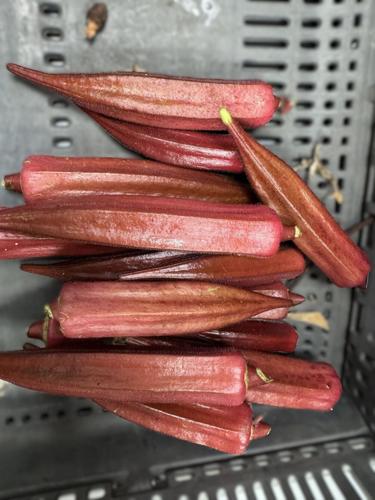 Is okra rising from a kitchen, home garden staple to a ‘Food is ...