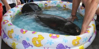 Biologists rescue baby manatee | News | chronicleonline.com
