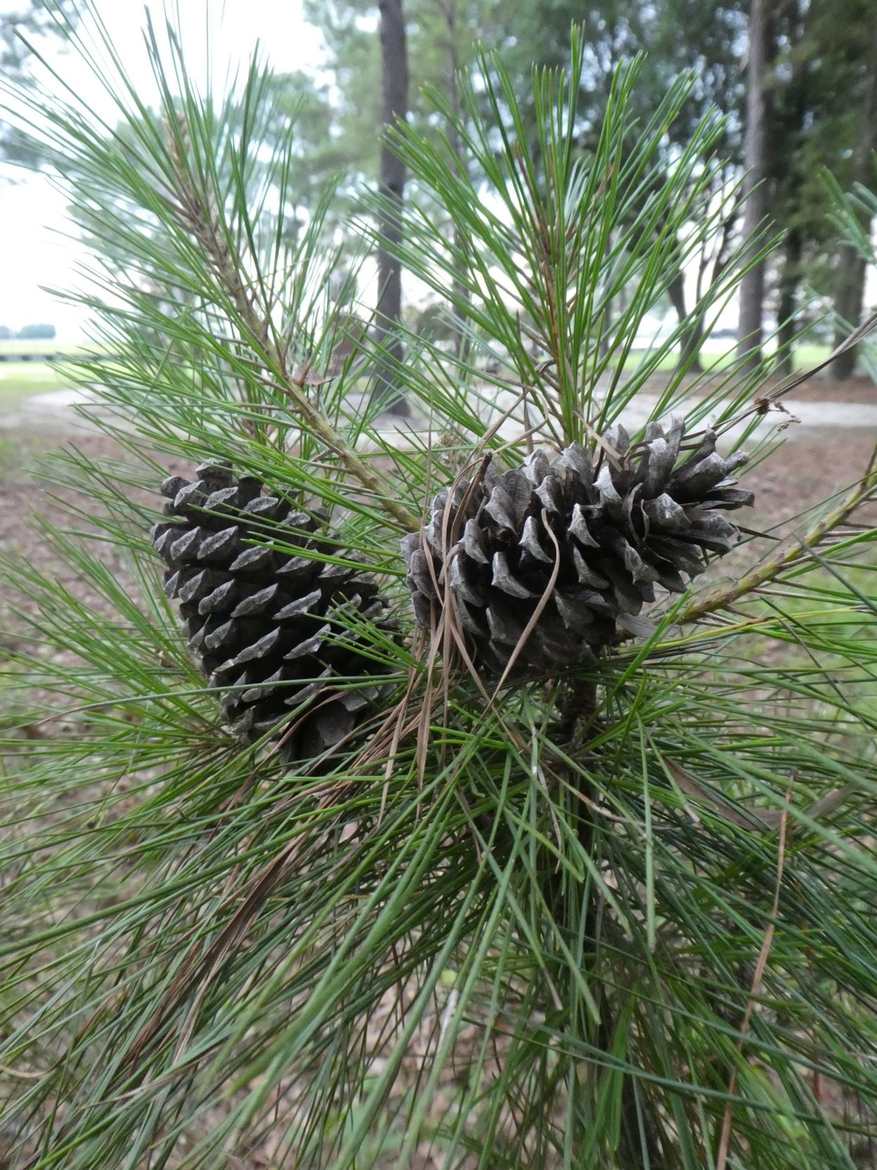 Common Florida pine trees | Real Estate | chronicleonline.com