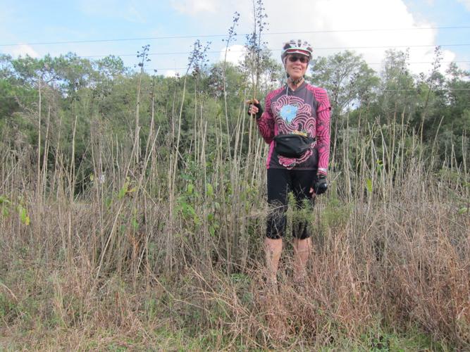 Snowbird shows off big plant | Local News | chronicleonline.com