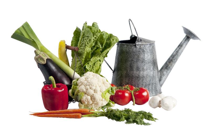 Backyard vegetable gardens are healthy for people and the planet | Home ...