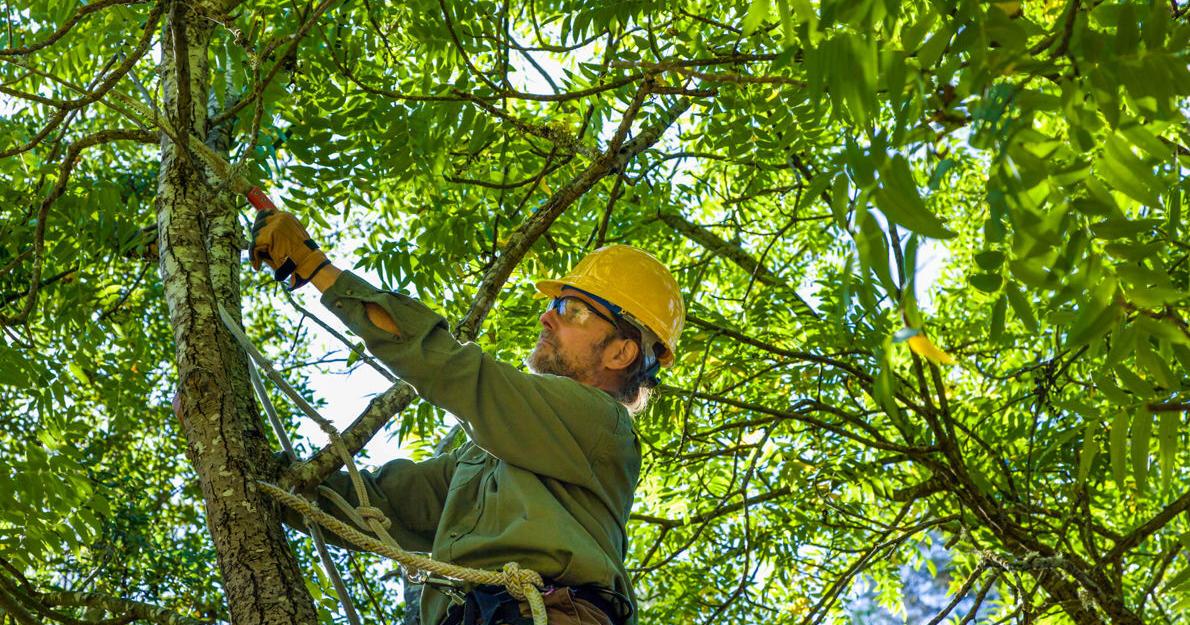 The Arborist: A brief history of arboriculture | Home and Outdoor ...