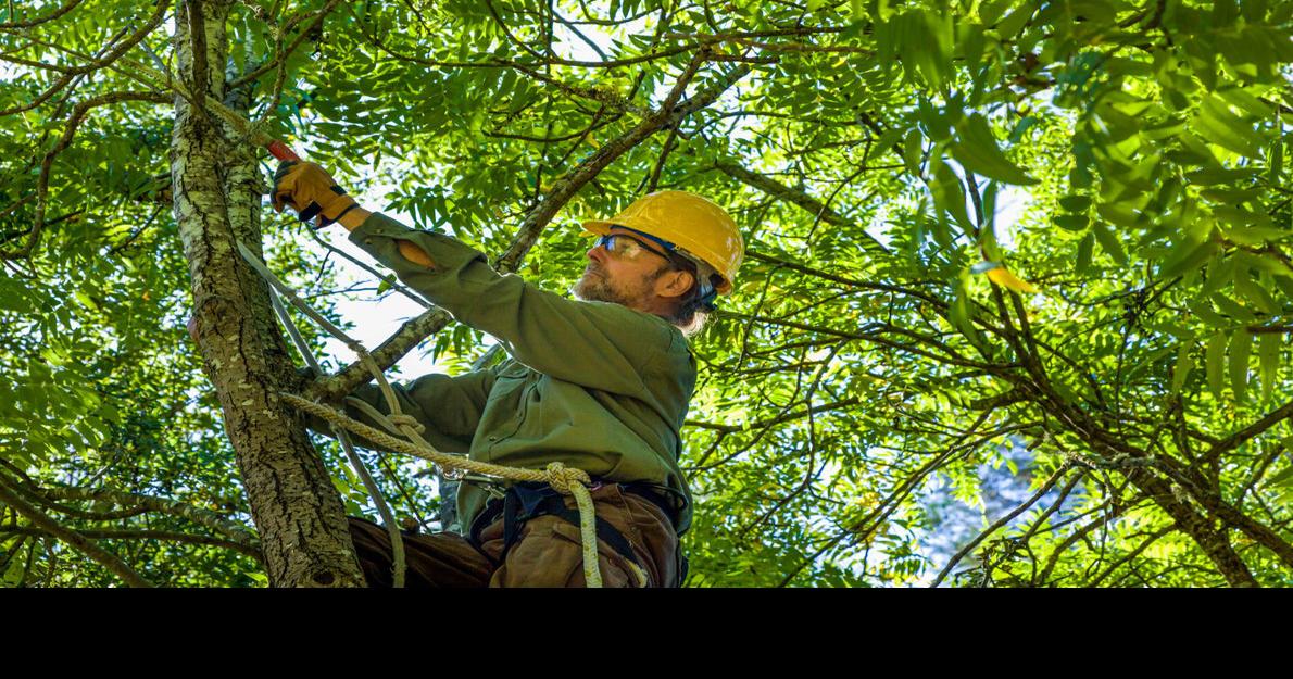 The Arborist: A brief history of arboriculture | Home and Outdoor ...