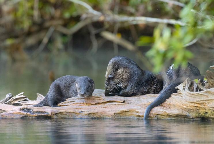 Otters represent a successful conservation story | Local News ...