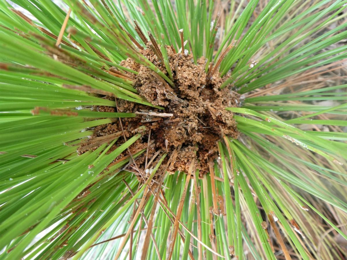 Insect problems in pine trees | Real Estate | chronicleonline.com