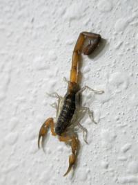scorpion stinging itself