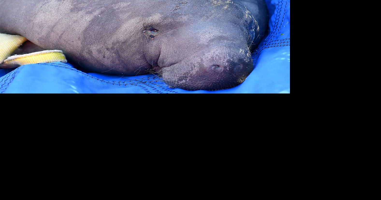 FWC reports 24 manatee deaths in Citrus so far this year | Local News ...