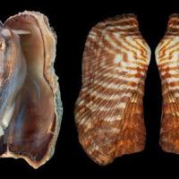 Turkey Wing Clam, Arca zebra | Local News | chronicleonline.com