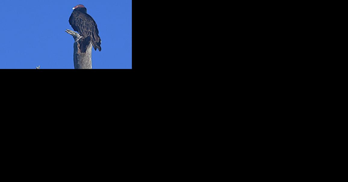 red headed turkey buzzards