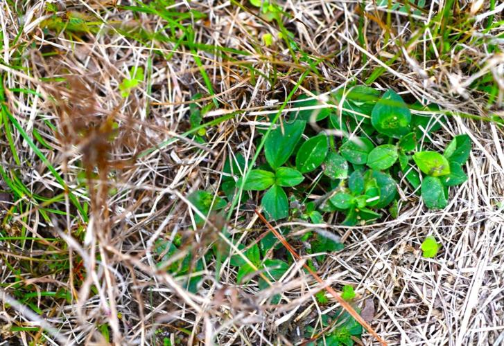 Florida Pusley, the native weed on your lawn | Local News ...