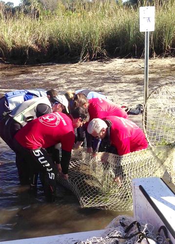 Emaciated manatee rescued at King Spring | Local News | chronicleonline.com