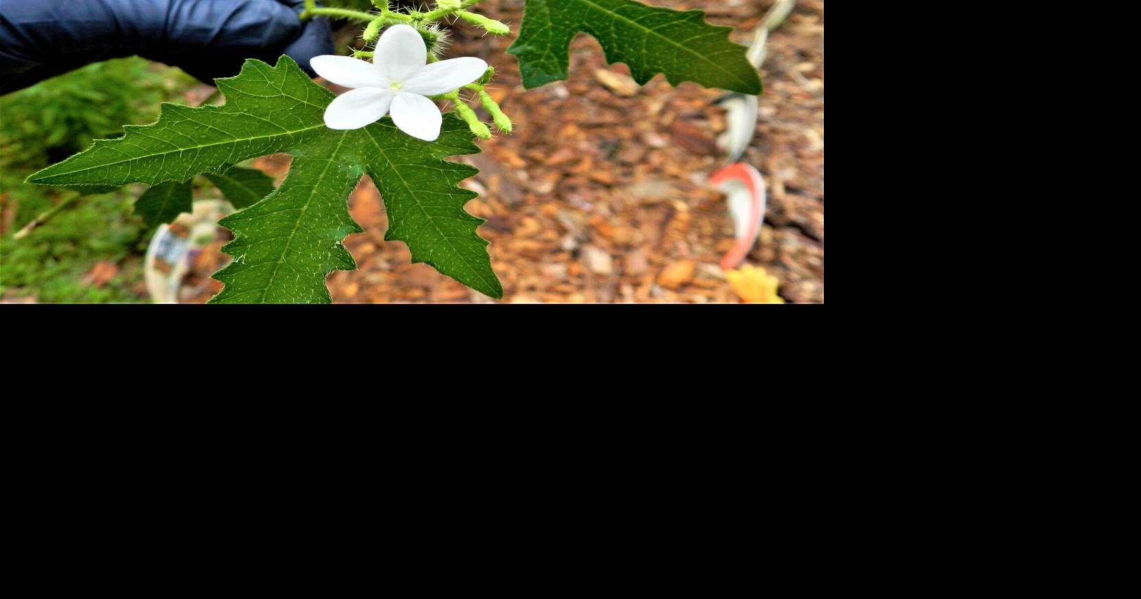 Garden tips for summer | Community | chronicleonline.com