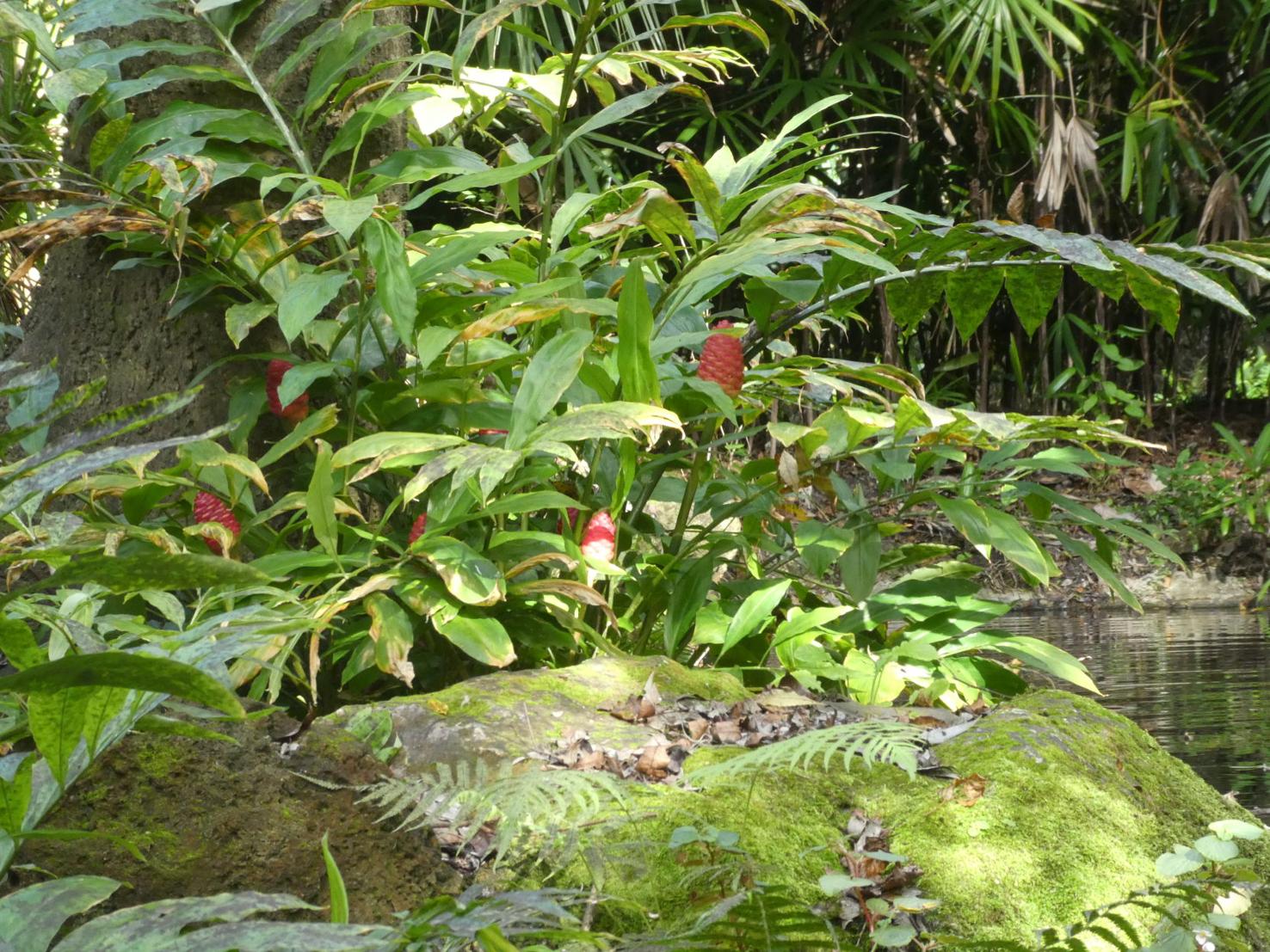 Pinecone ginger: Edible, medicinal and pretty, too | Real Estate ...