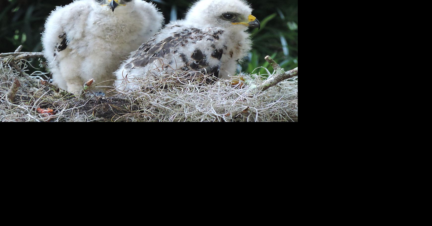 Hawk chicks rescued | Local News | chronicleonline.com