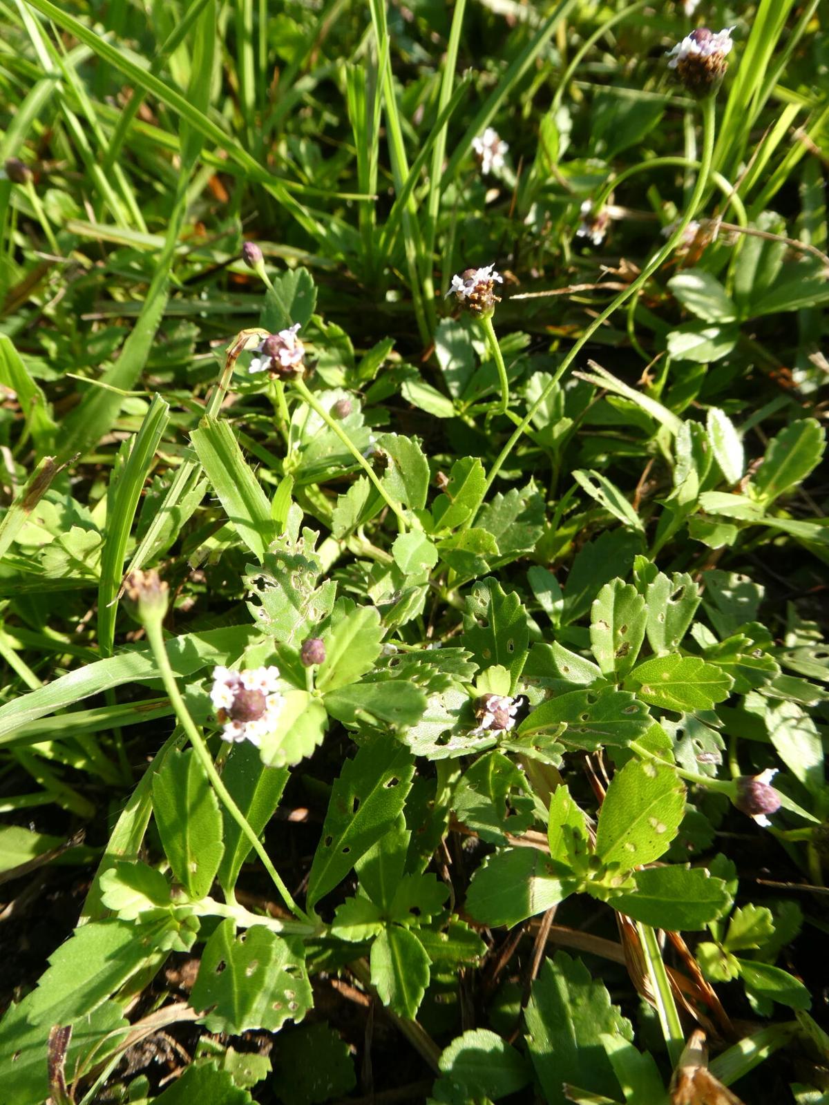 Frogfruit, Phyla nodiflora, native perennial groundcover | Home and ...