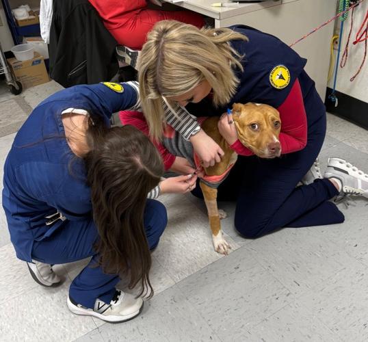 ‘100 percent success’ — The first graduating class of AHC Veterinary ...