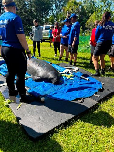 Toast returns to Crystal River; manatee had been in rehabilitation ...