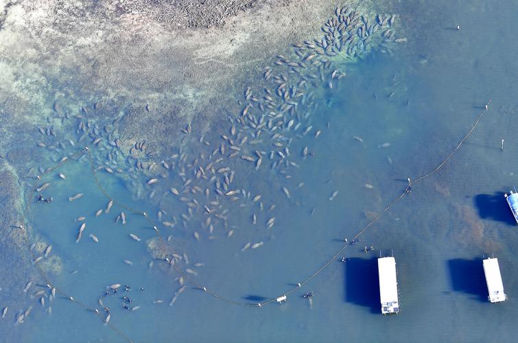 Springs offer comfort, refuge for manatees during cold weather | Local ...