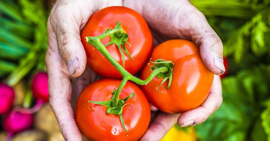 Backyard vegetable gardens are healthy for people and the planet | Home ...