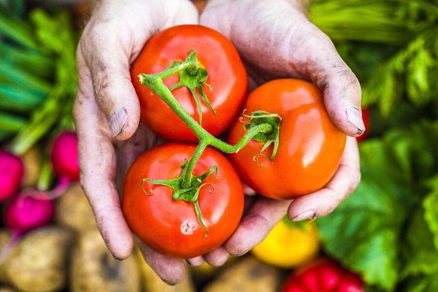 Backyard vegetable gardens are healthy for people and the planet | Home ...