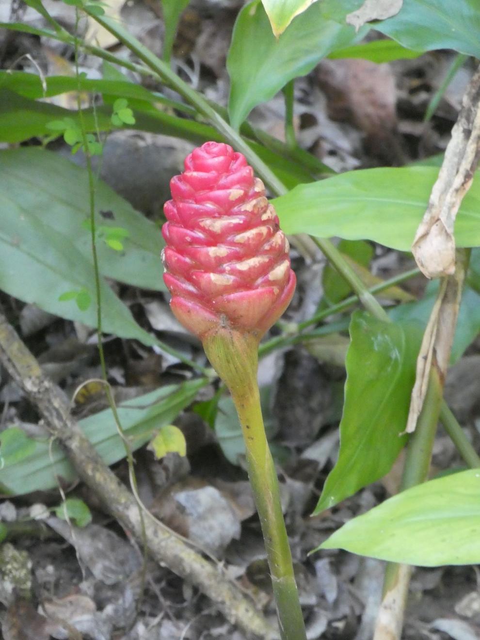 Pinecone ginger: Edible, medicinal and pretty, too | Real Estate ...