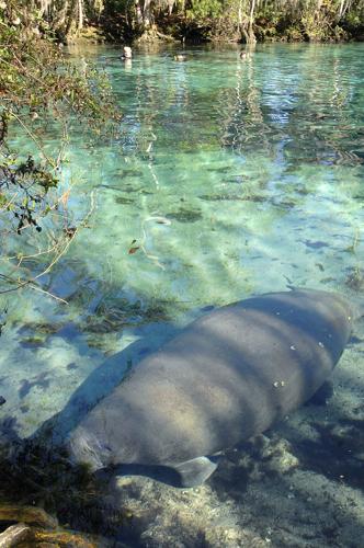 Morbid reality | News | chronicleonline.com