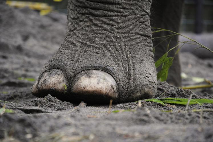 Portland elephants like golf course sand | News | chronicleonline.com