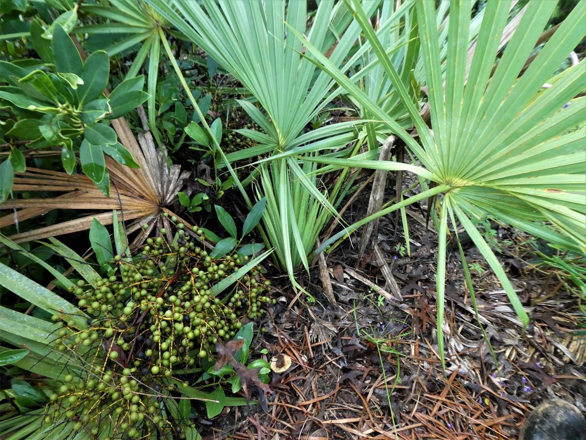 Three native Sabal palms in Florida | Real Estate | chronicleonline.com