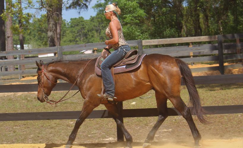 Take a tour of the Pine Ridge Equestrian Center | | chronicleonline.com