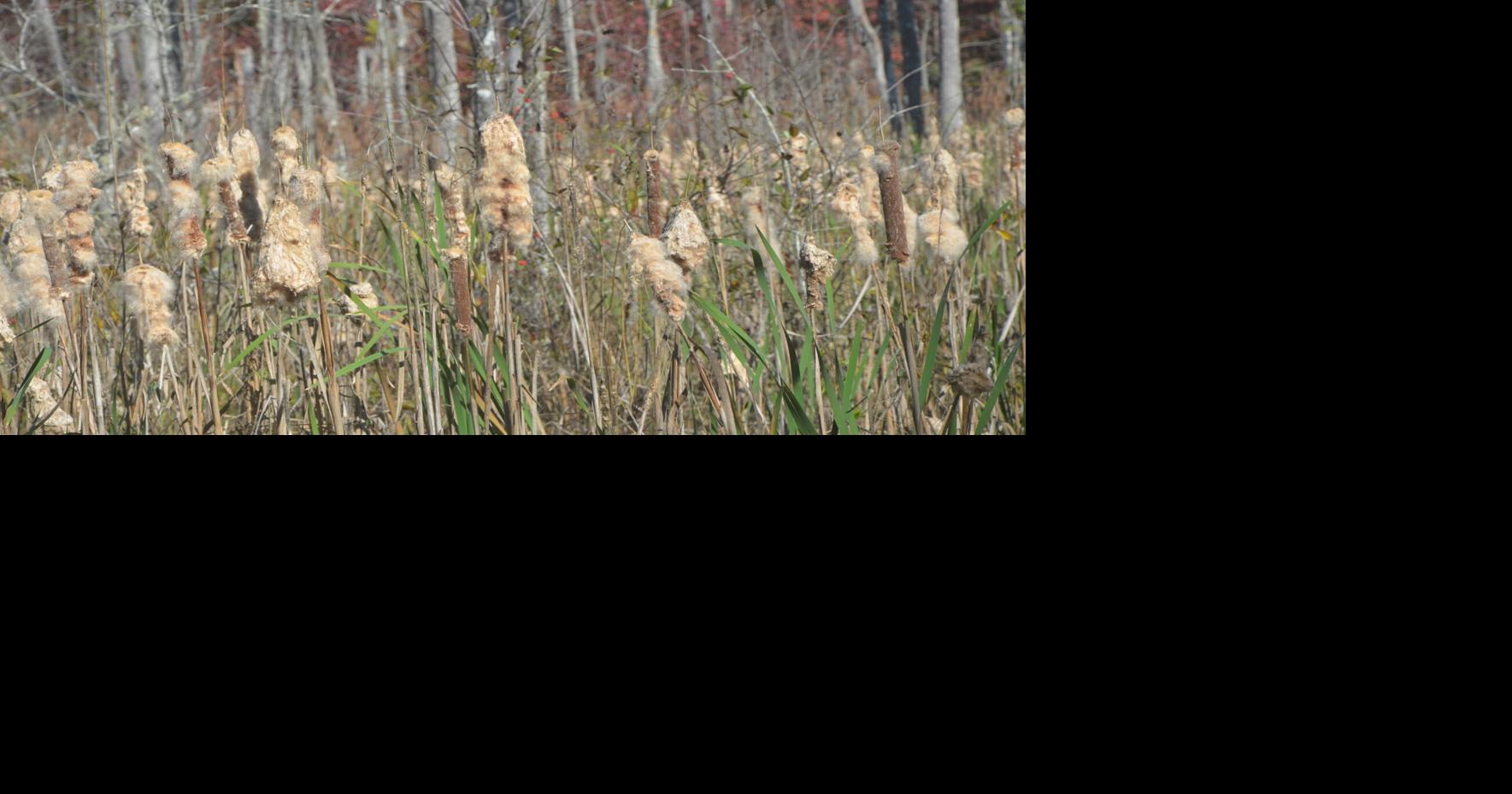 Cattails are a native wetland wonder | Local News | chronicleonline.com