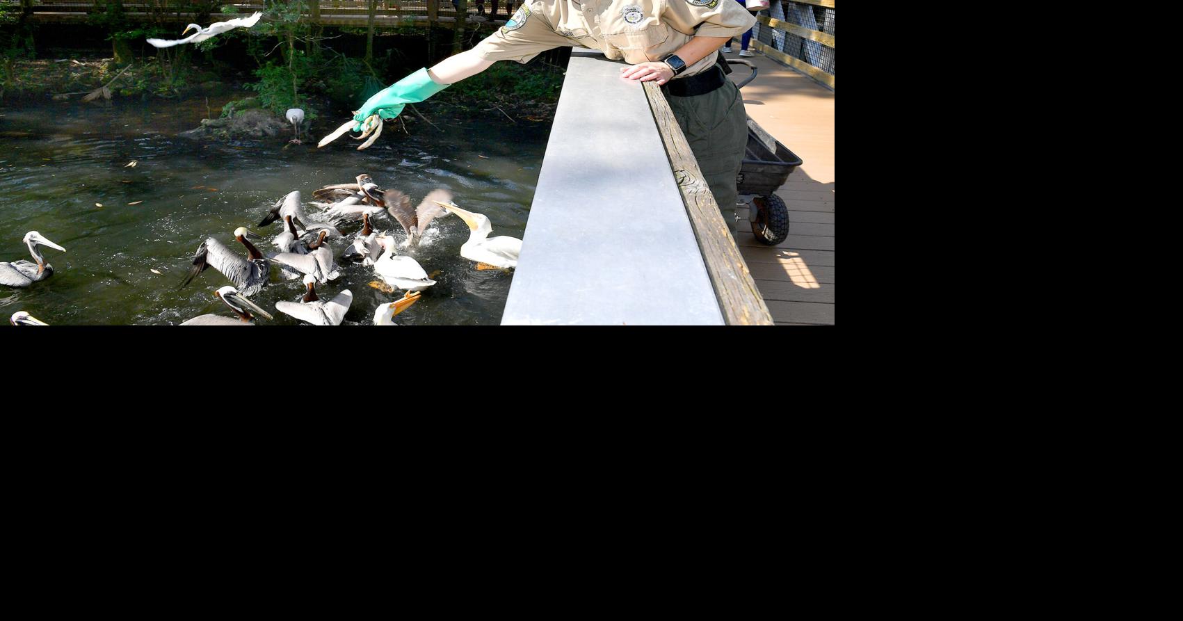 Young park ranger finds a home at Homosassa Springs Wildlife State Park ...