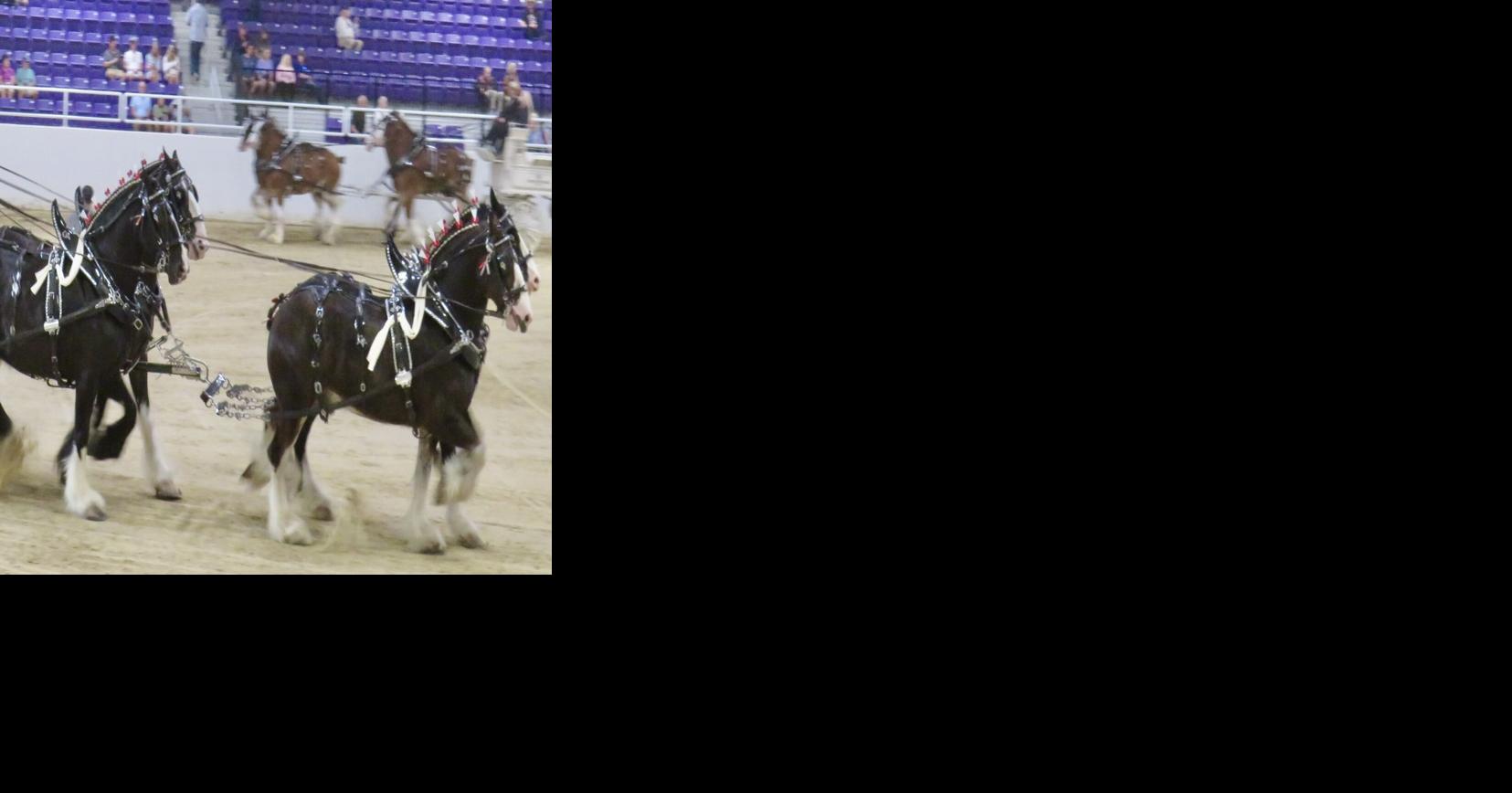 World-class horses show off elegance, power at special WEC event ...