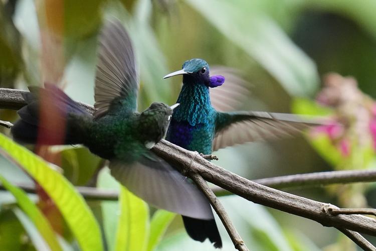 An ancient forest in Ecuador is the last stand for a tiny hummingbird ...