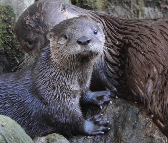 You otter go see this | Entertainment in Citrus County ...