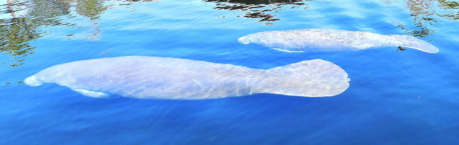 Go slow and look below for manatees on the move | Local News ...