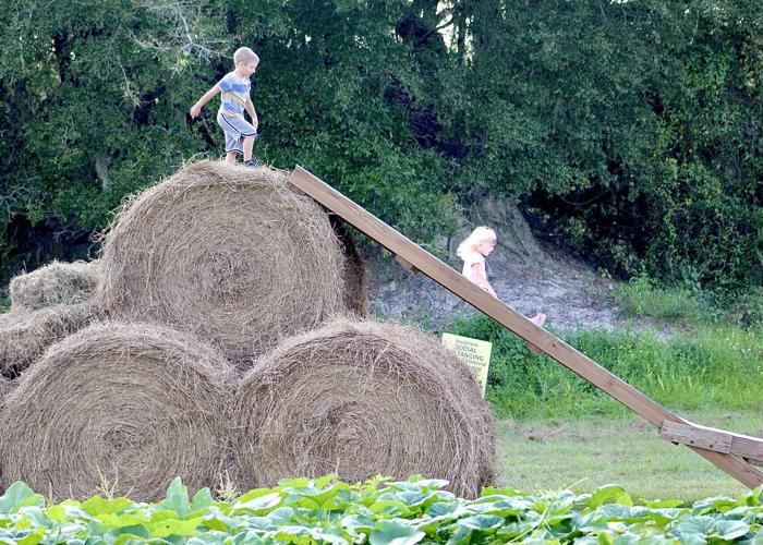 Pickin' Patch now open in Dunnellon | Local News | chronicleonline.com