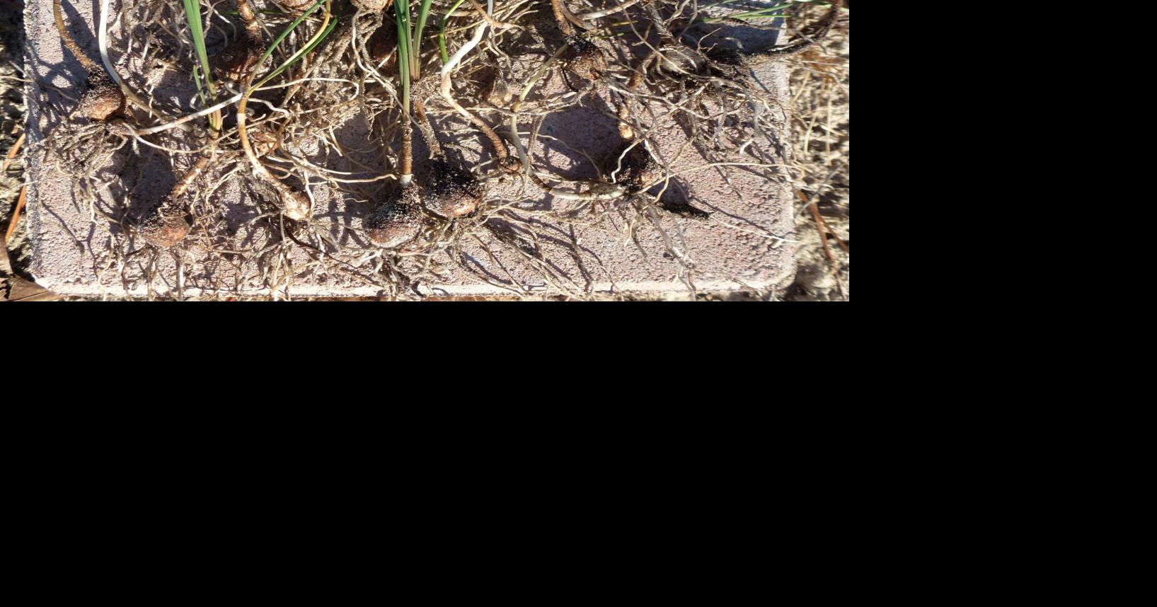 Florida’s native lilies | Home and Outdoor Living | chronicleonline.com