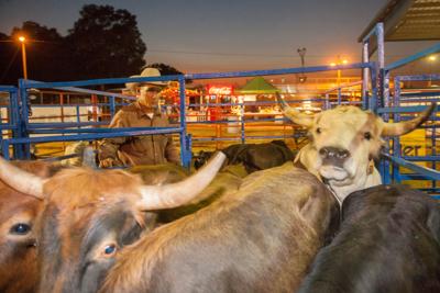 CITRUS STAMPEDE RODEO COMPETITION | Local News | chronicleonline.com