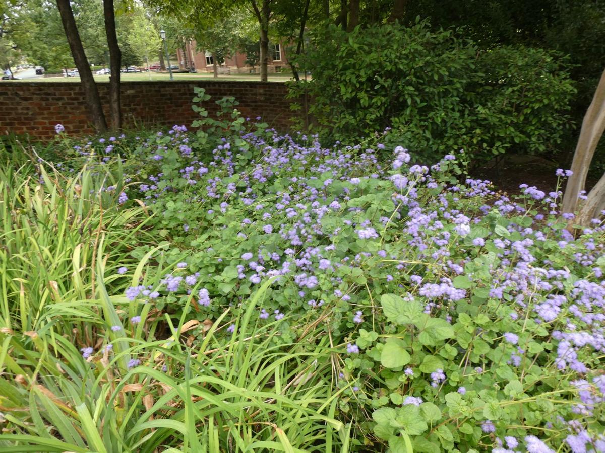 Conoclinium in Florida | Real Estate | chronicleonline.com