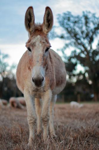 Ancient origins of donkeys discovered | Local News | chronicleonline.com