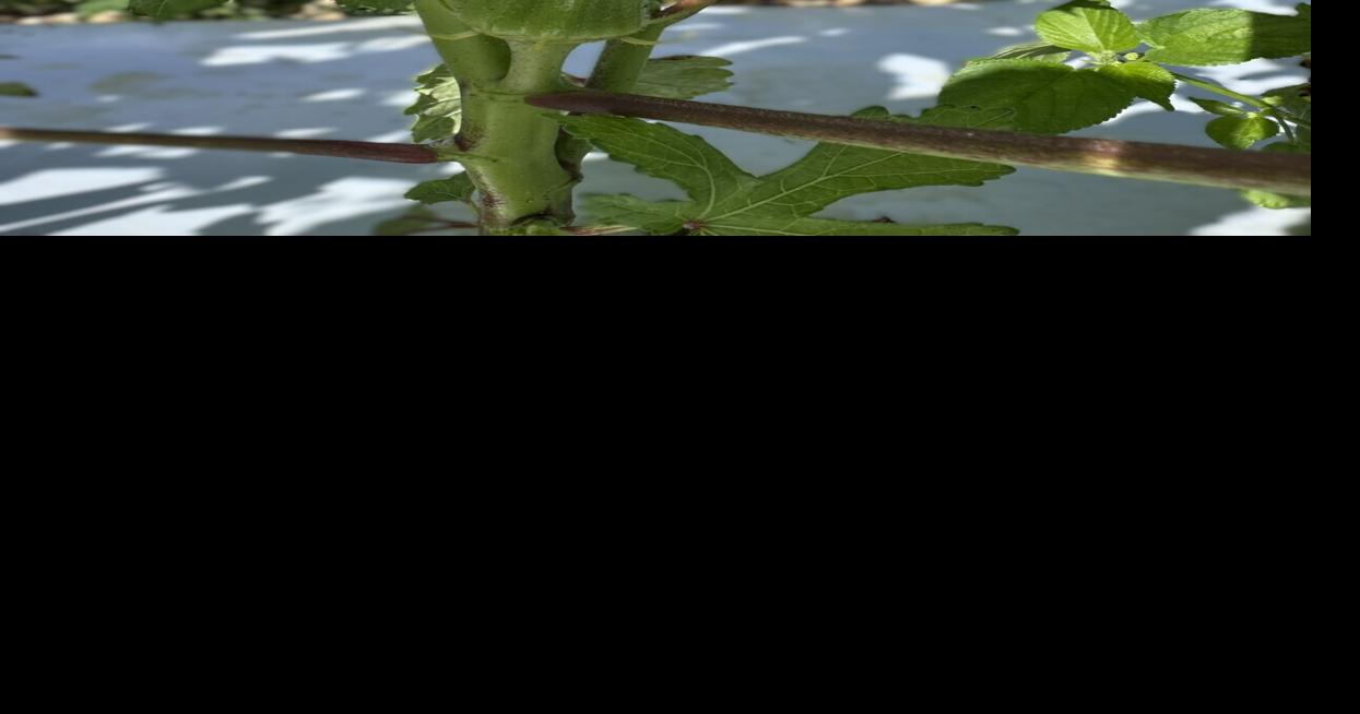 Is okra rising from a kitchen, home garden staple to a ‘Food is ...
