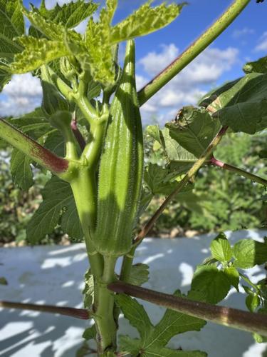 Is okra rising from a kitchen, home garden staple to a ‘Food is ...