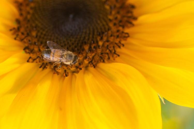 Spring buzz at Cannon Farms | Local News | chronicleonline.com