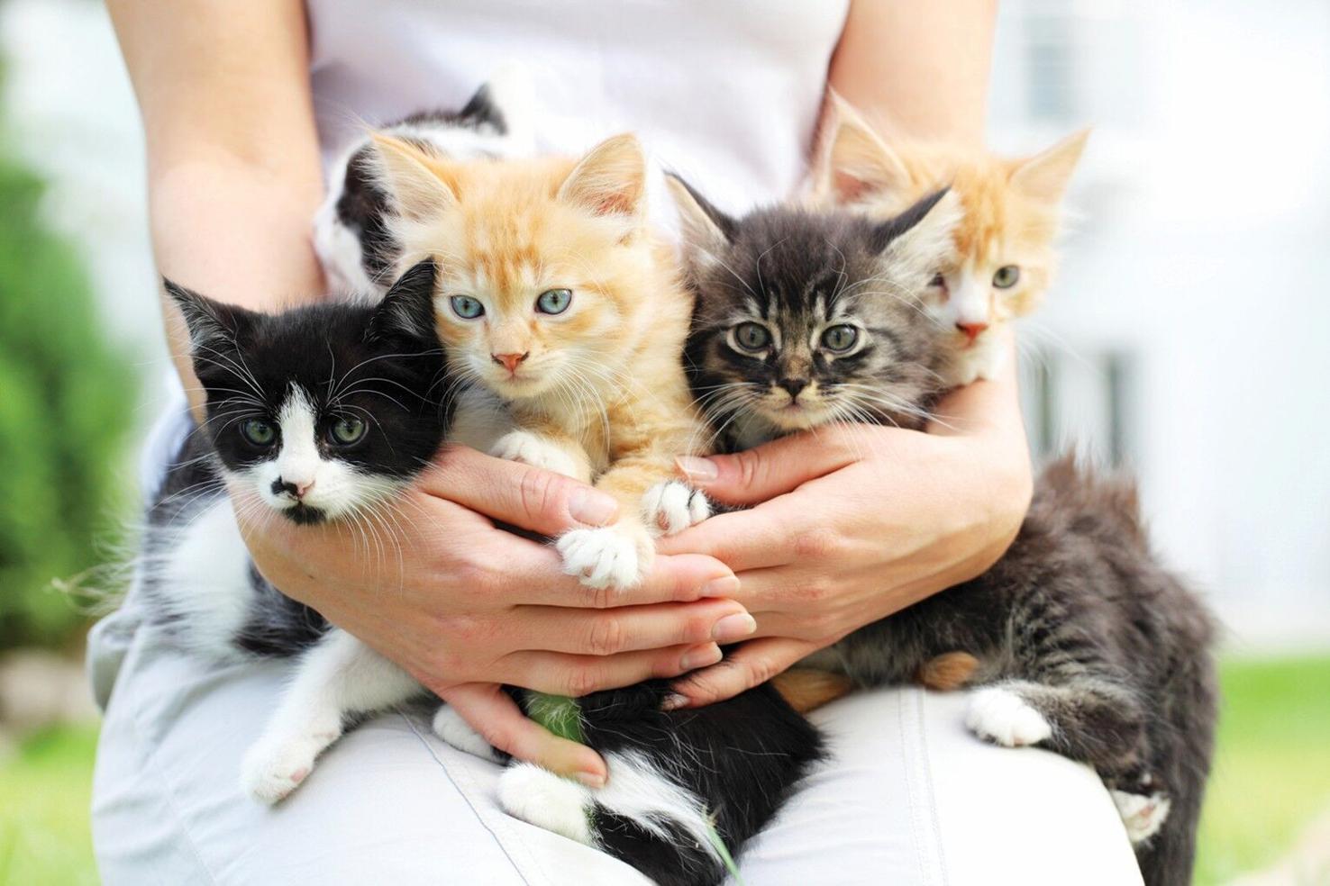 Citrus County Animal Services to host 'Kitten Shower' April 18 | Local ...