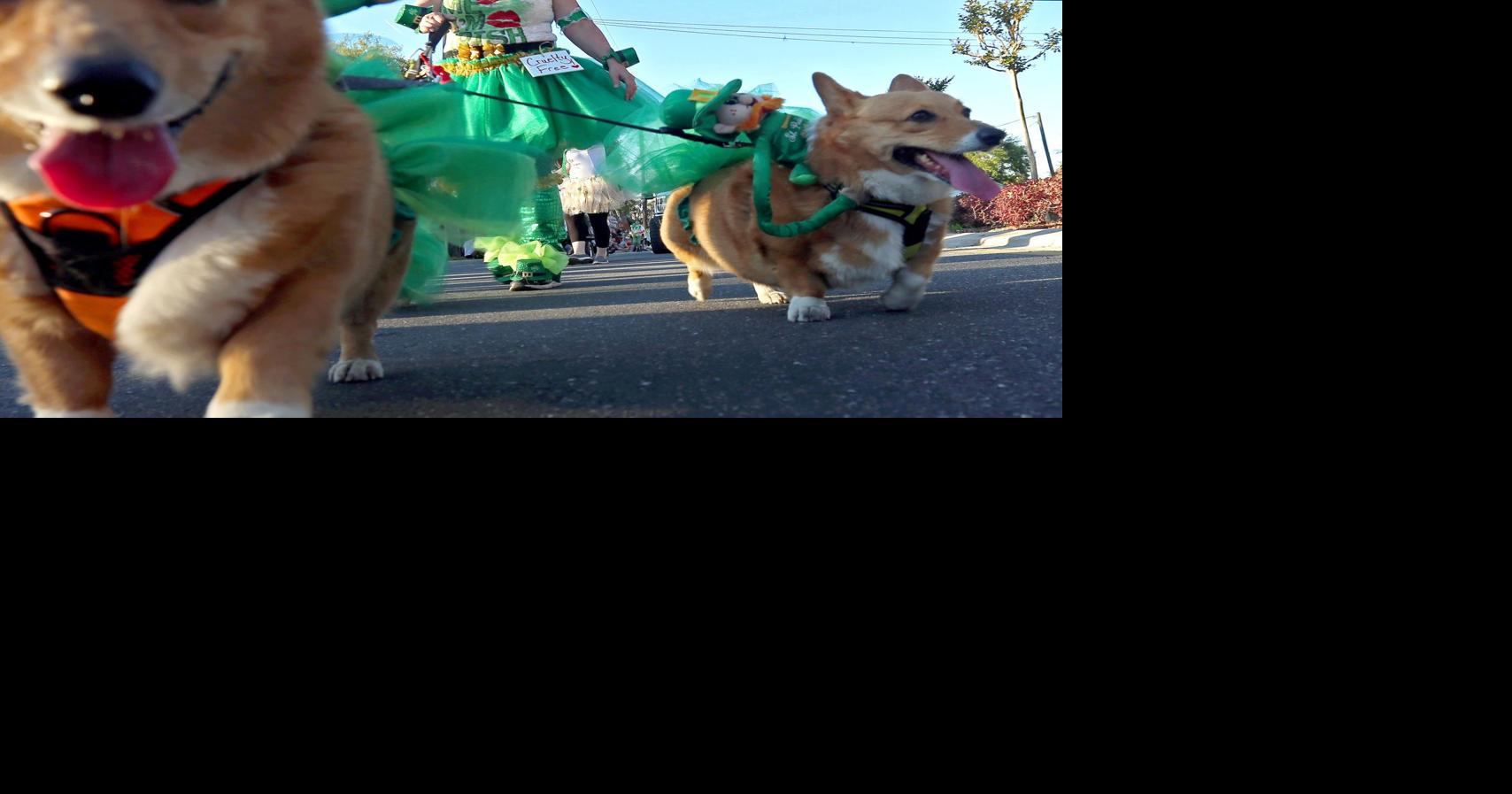 Thousands crowd to watch Inverness St. Patrick’s Day Parade | Local ...