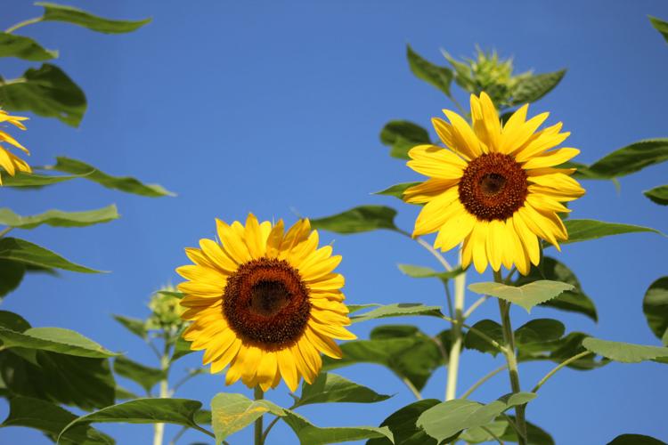 Sunflowers — big, beautiful and useful | Real Estate | chronicleonline.com
