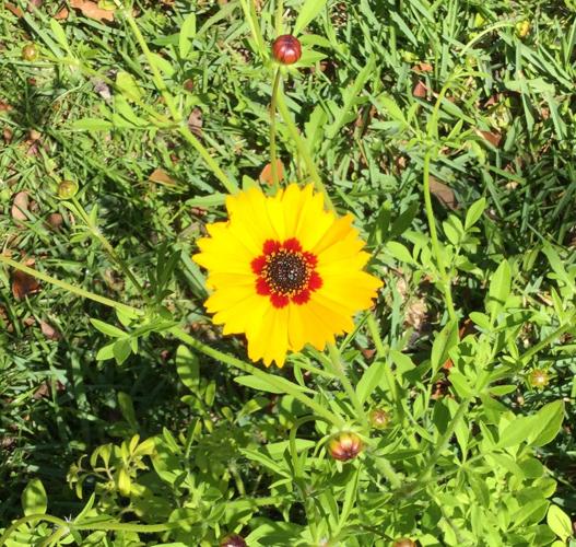 does coreopsis need full sun